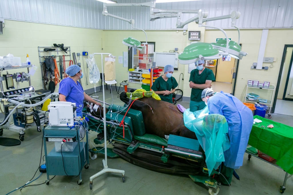 CVS Equine referral hospitals deliver major cuts in isoflurane use and ...