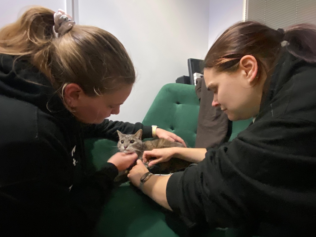 Ceva supports Tiny the cat with StreetVet donation / Veterinary ...