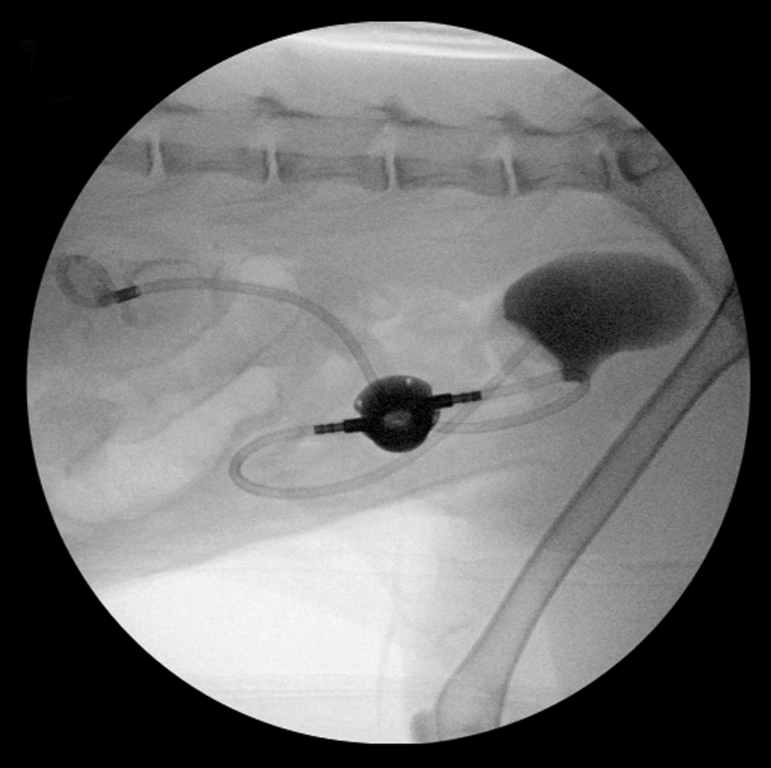 SUB placement associated with a high complication rate / Veterinary ...