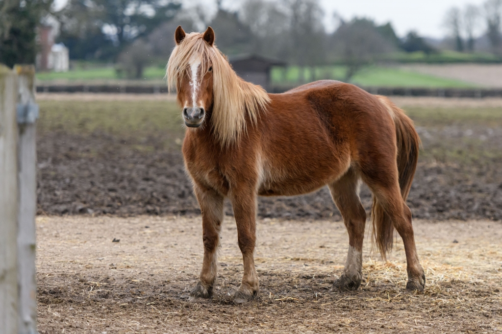 Not so snug in a rug: Think before rugging your horse advises Blue ...