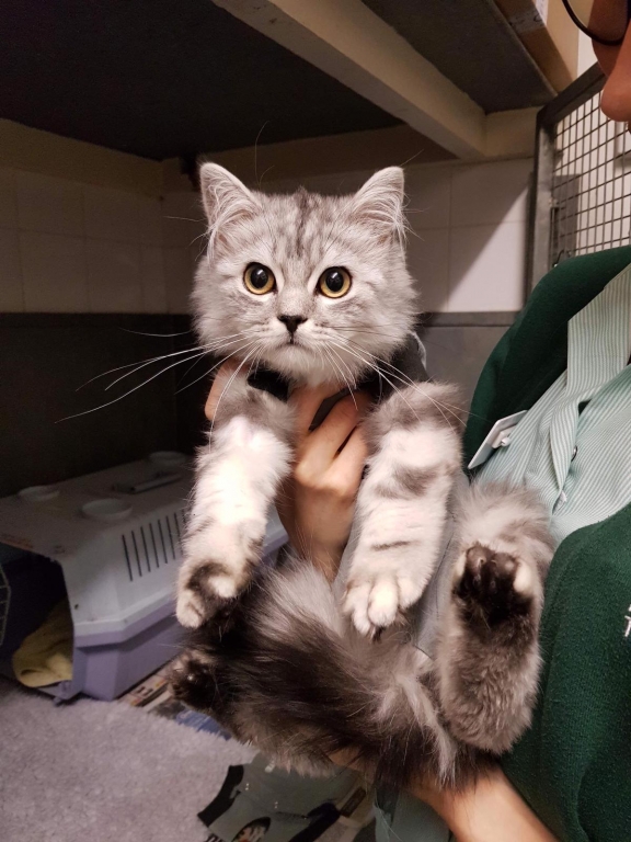 Remarkable procedure successfully performed on sternal cleft kitten ...