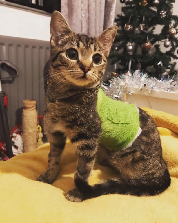 Pigeon-chested kitten now flying thanks to West Midlands Referrals ...