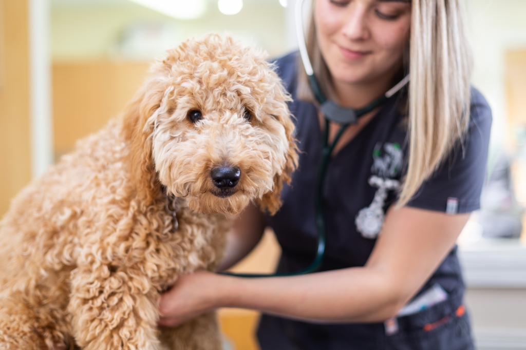 IVC Evidensia Launches Wellbeing Care Fund / Veterinary Industry News ...