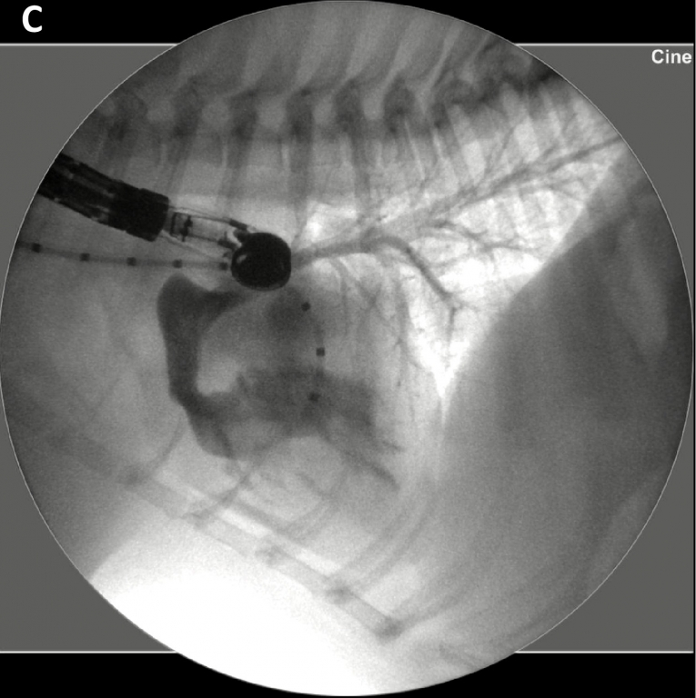 Pioneering vets use groundbreaking heart procedure to save French ...