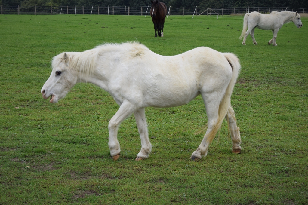 New muscle wastage scoring guide aims to help monitor horse health ...