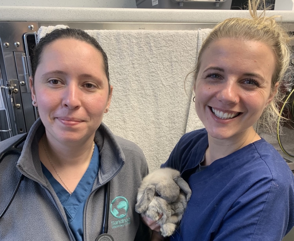 First-class rabbit care at Sandhole receives prestigious accolade / Veterinary Industry News ...