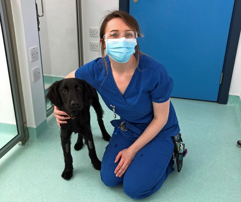 Yorkshire vets help Retriever pup make remarkable recovery from rare ...