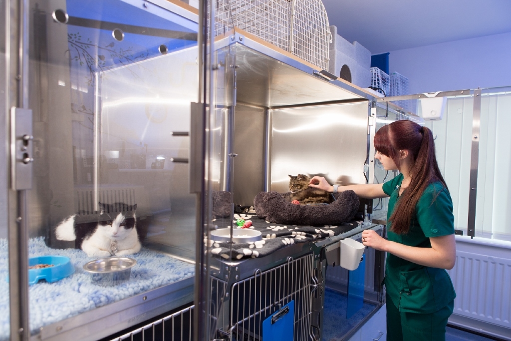 Cinque Ports Veterinary Hospital retains top feline status / Veterinary ...