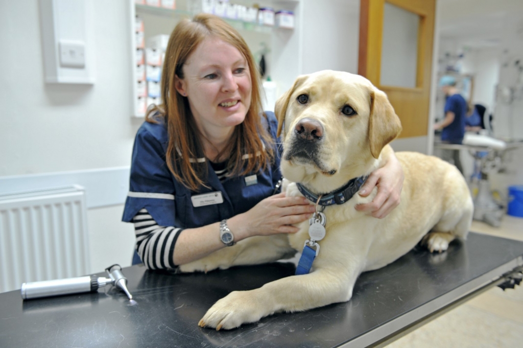 Award-winning Broad Lane Vets becomes latest practice to join the XLVet ...