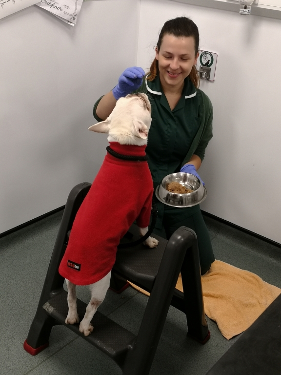 Chubby learns new eating habits to manage megaoesophagus / Veterinary ...