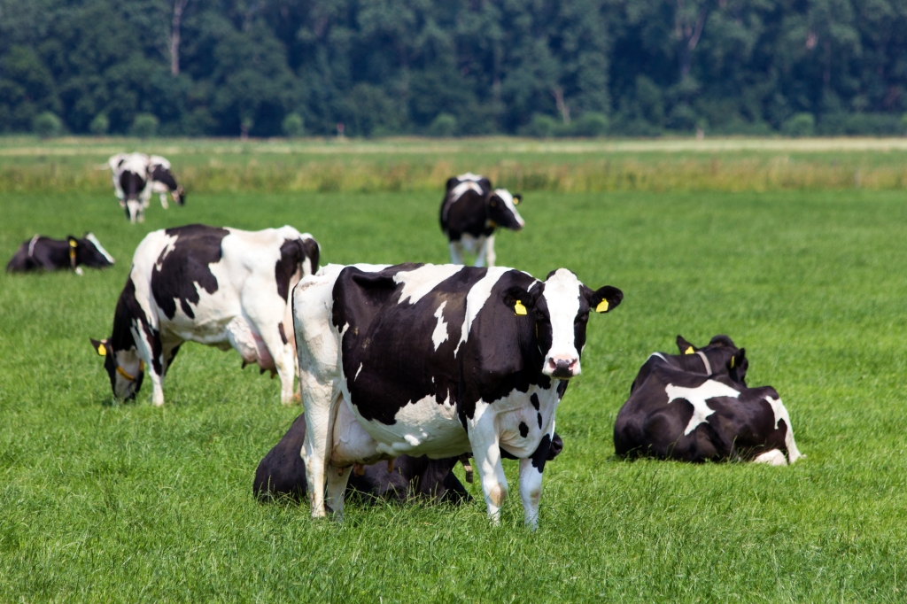 CVS Farm Vets report major progress in second year of its cow mastitis ...