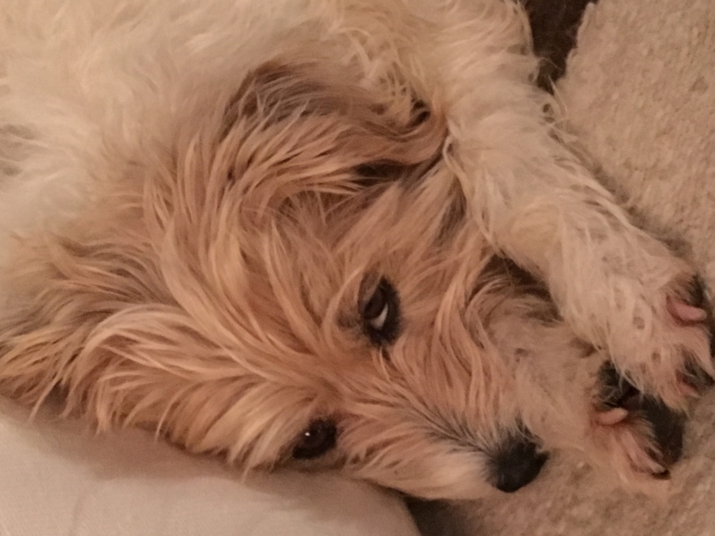 BOVA UK Expands into Small Animal Market / Veterinary Industry News ...