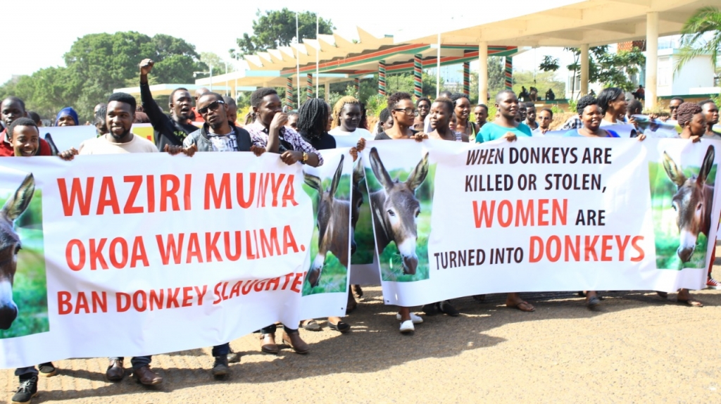 Donkey slaughter banned in Kenya / Veterinary Industry News / VetClick