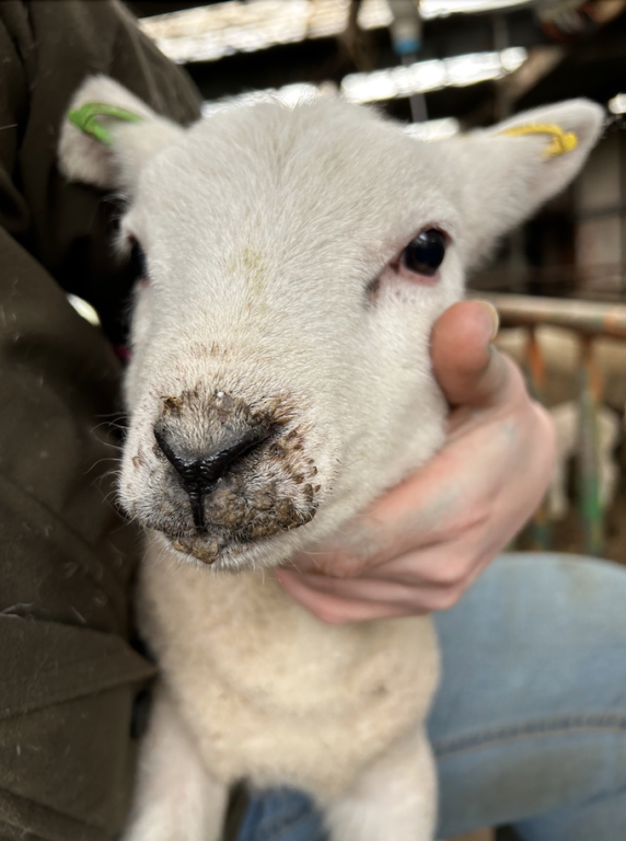 Sheep farmers misusing antibiotics for treating orf / Veterinary ...