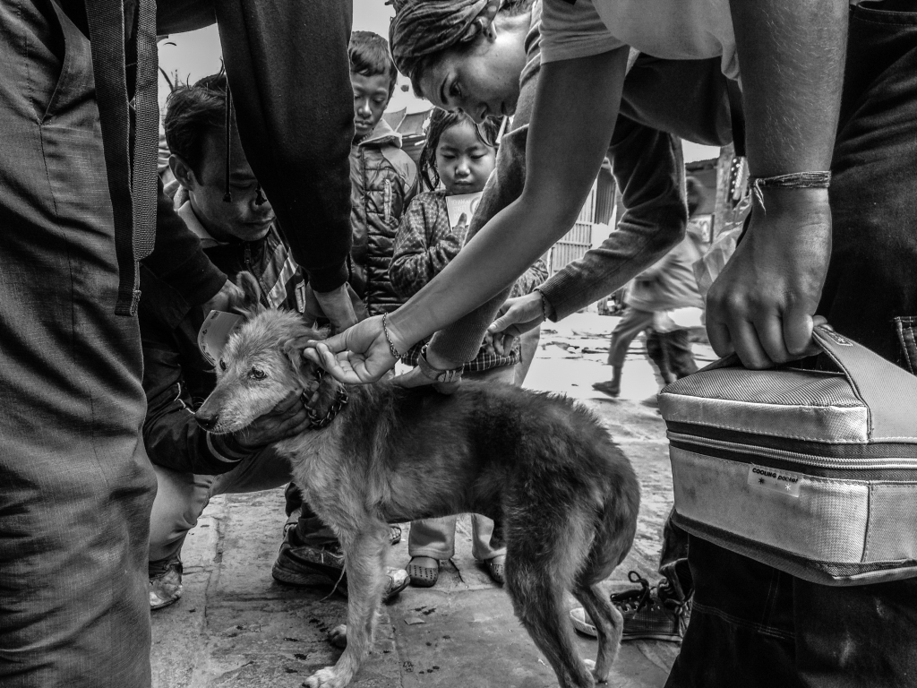 Are you the next veterinary photographer of the year? / Veterinary ...
