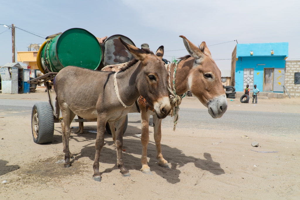 INTERNATIONAL WORKING ANIMAL DAY PUTS THE SPOTLIGHT ON ANIMALS’ VITAL ...