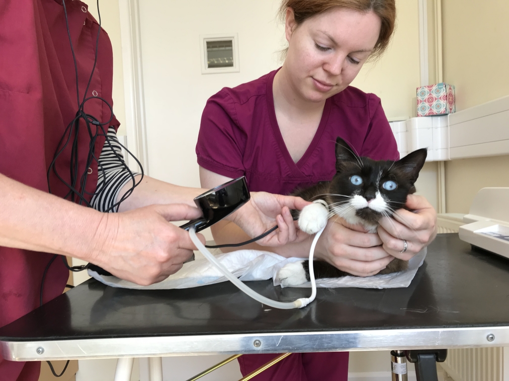 Ceva launches feline hypertension initiatives / Veterinary Industry ...