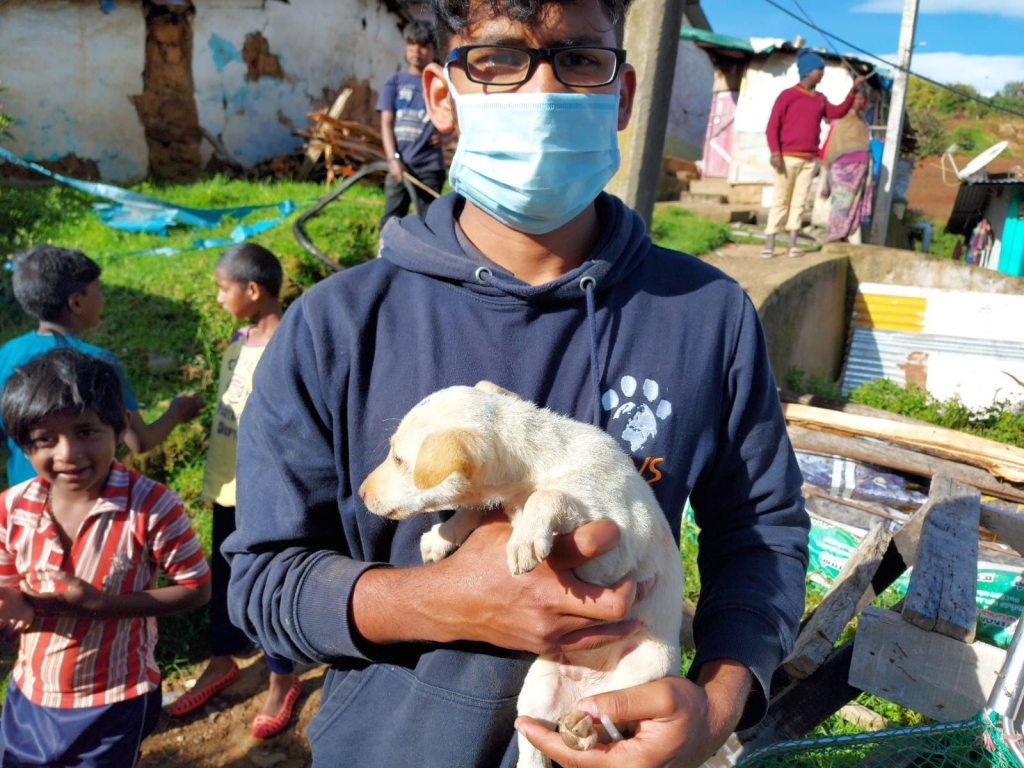 Improve International Thanks Veterinary Profession with Festive ...