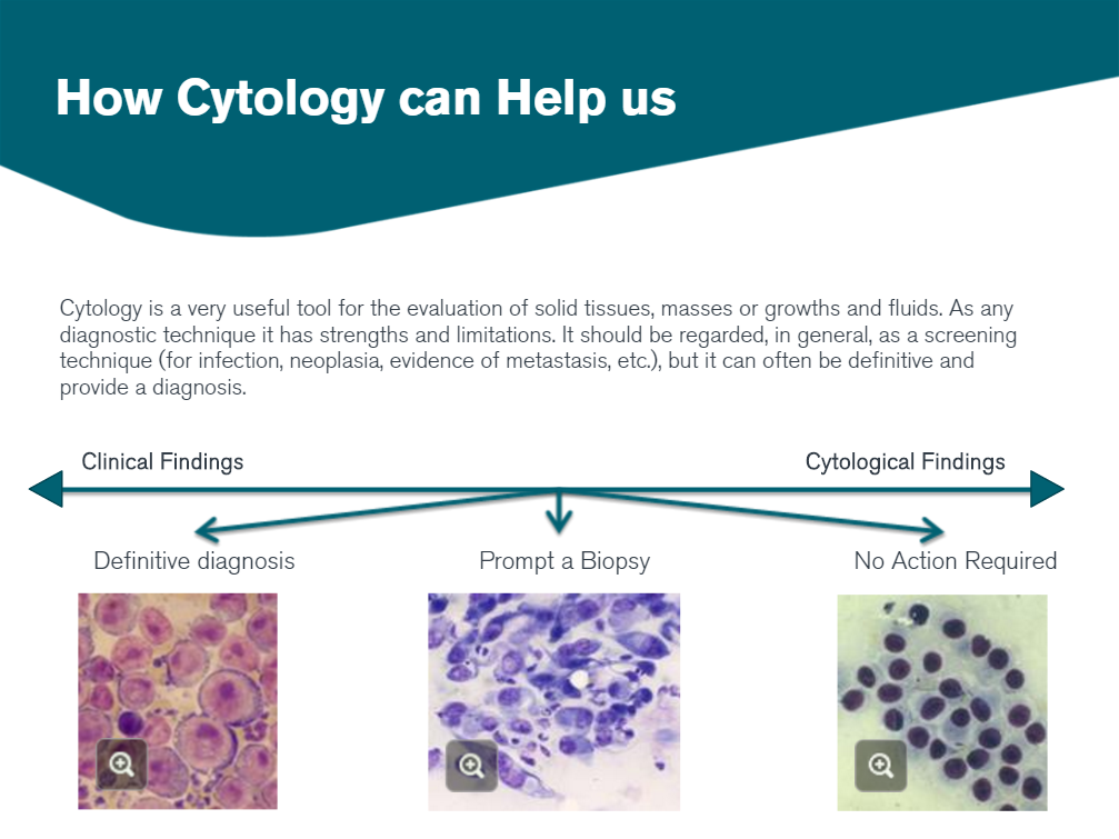 New Distance Learning Small Animal Medicine Programme from Improve ...